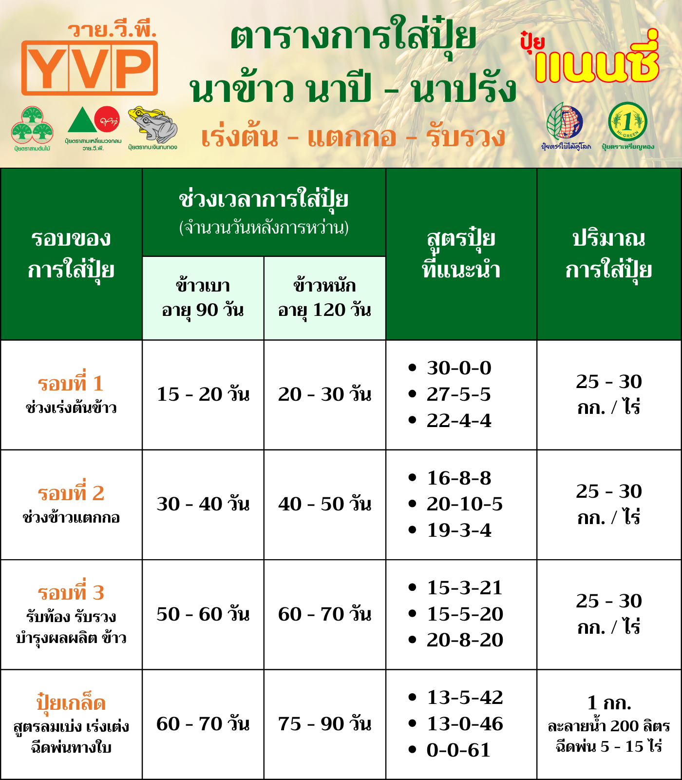 ตารางวิธีใส่ปุ๋ยนาข้าว 3 ครั้ง ให้ได้ผลผลิตสูง อย่างยั่งยืน - YVP GROUP