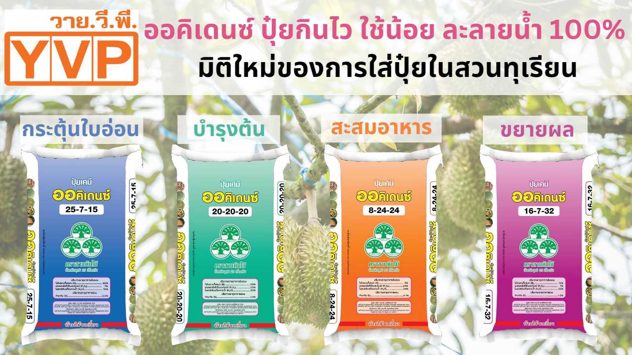 ปุ๋ยเกล็ดกินไวในสวนทุเรียน ใช้น้อย ละลายน้ำ 100% เห็นผลทันใจ - YVP GROUP