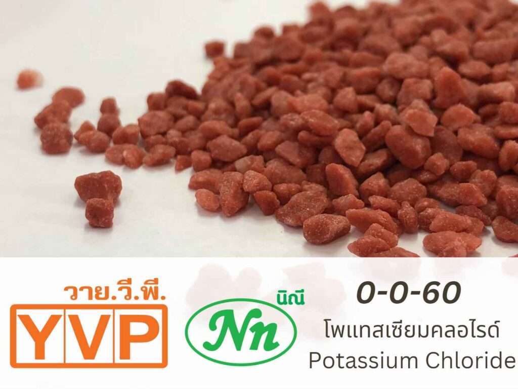 การใช้งาน ปุ๋ยซัลเฟตแท้ 100% ในทุเรียน และ พืชต่างๆ - YVP GROUP