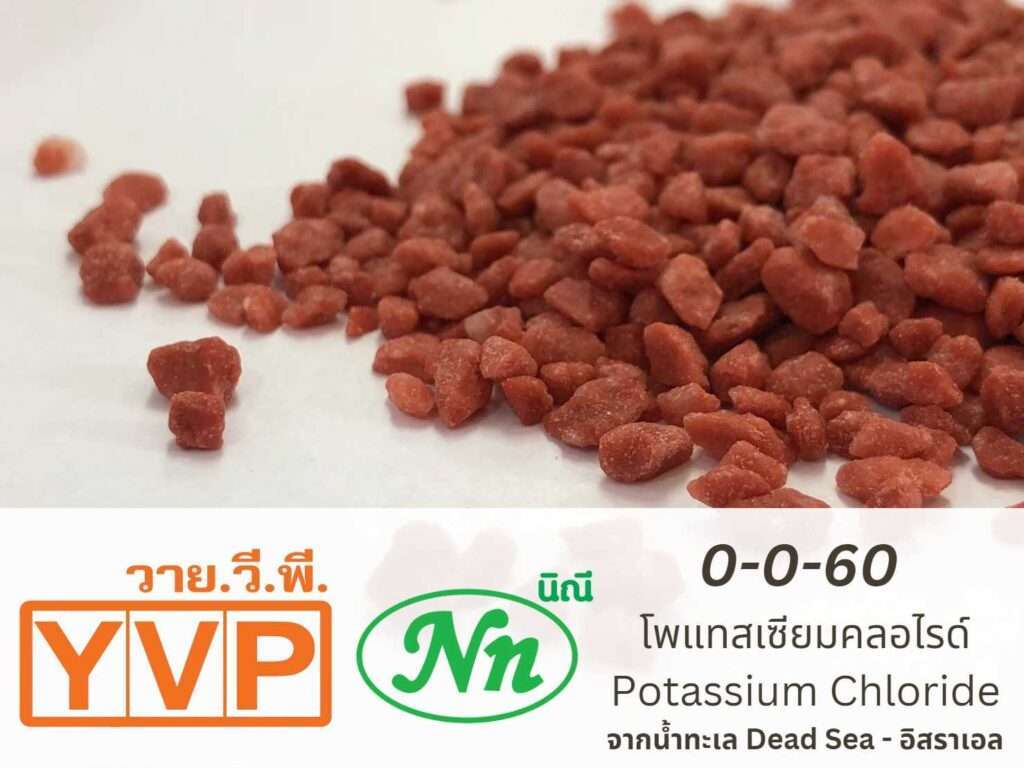 0-0-60 ปุ๋ยโพแทสเซียม น้ำทะเลอิสราเอล ใส่บำรุงอะไร - YVP GROUP